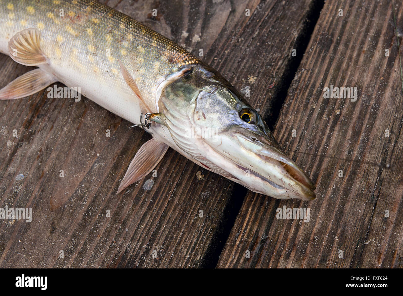 Freshwater Northern pike fish know as Esox Lucius lying on vintage ...