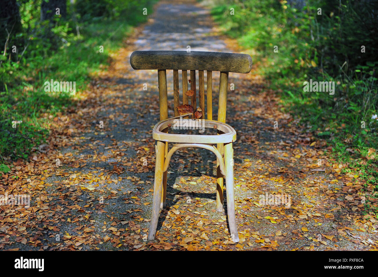 Asphalt road in forest hi-res stock photography and images - Alamy