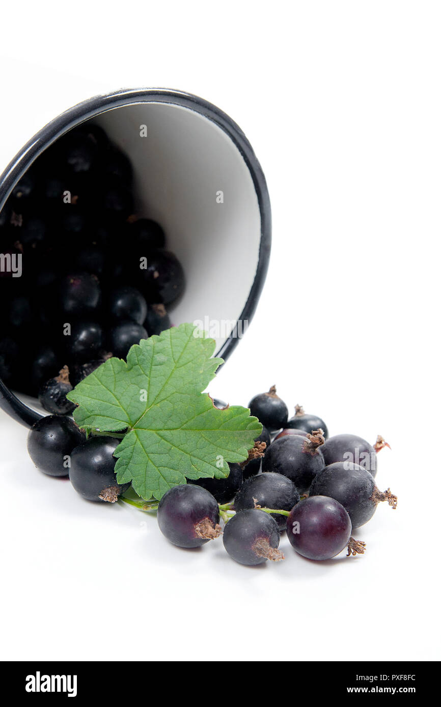 Close up view of white cup with black currant berry isolated on white ...