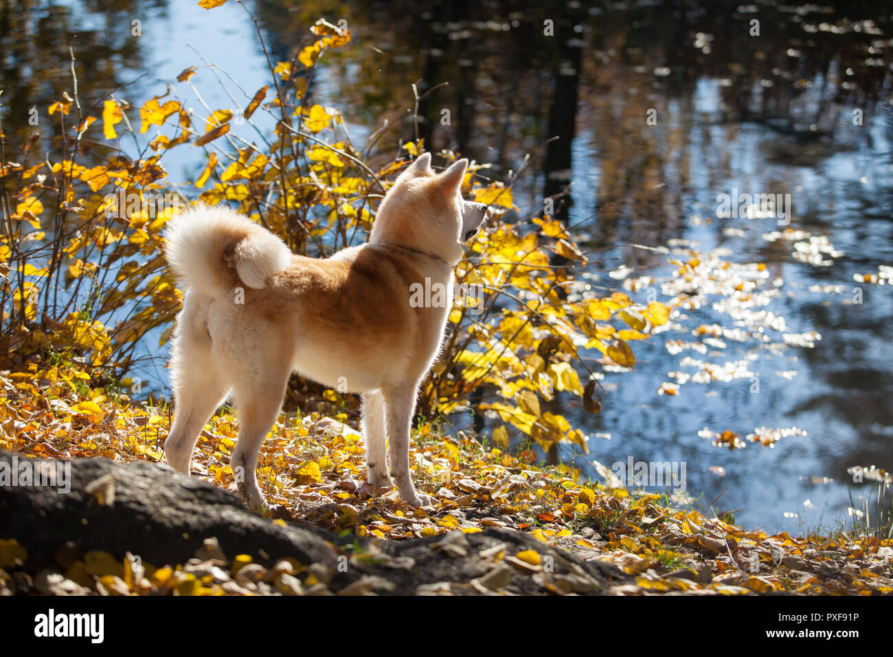 Akita inu japanese akita dogs hi-res stock photography and images - Alamy