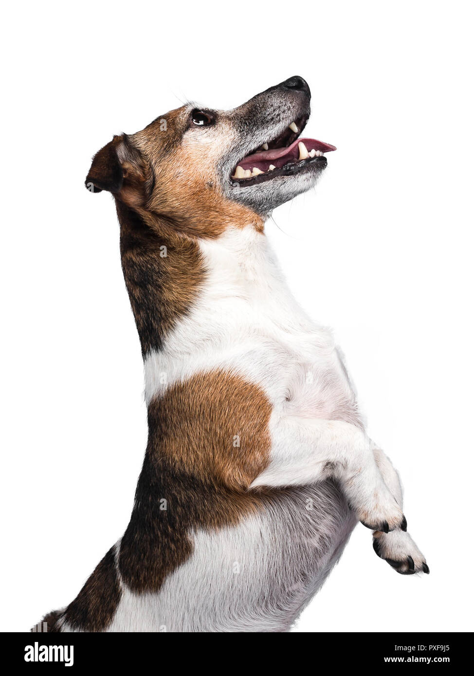 Begging dog hi-res stock photography and images - Alamy