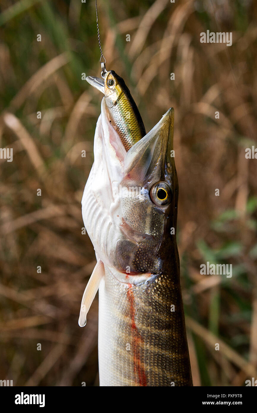Freshwater Northern pike fish know as Esox Lucius. Fishing concept ...