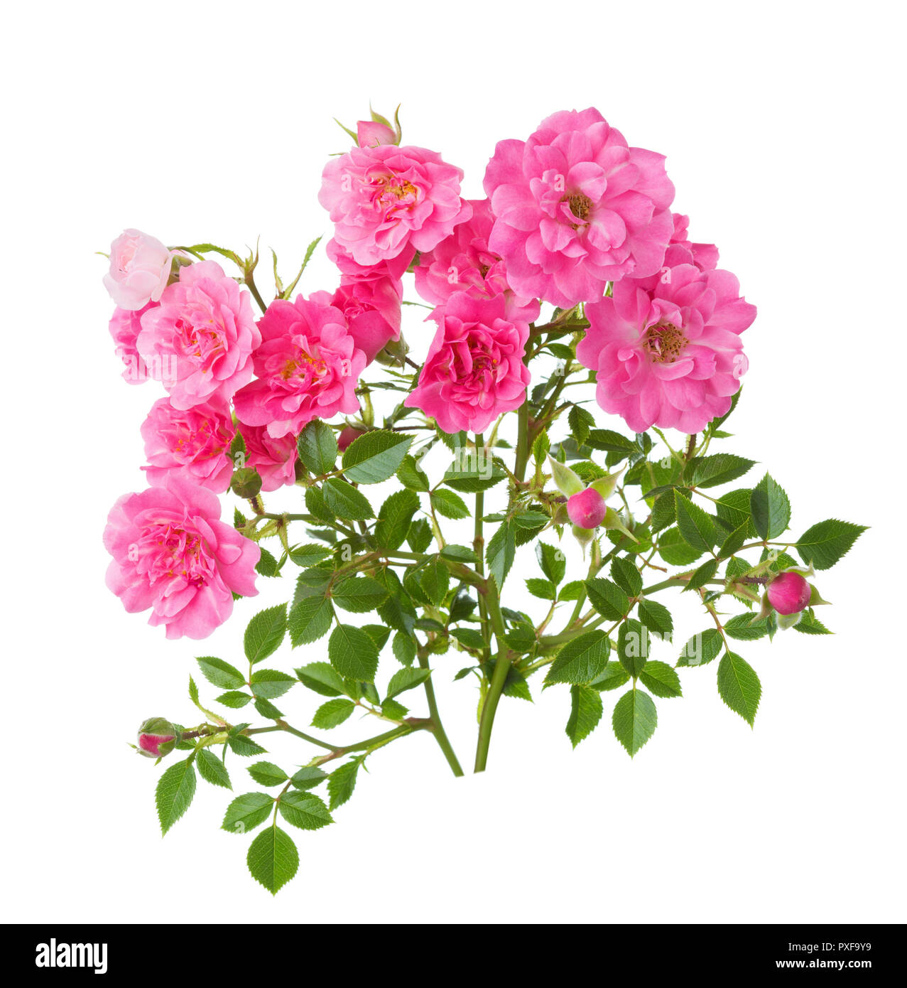 Two branches with small pink roses isolated on white background Stock ...