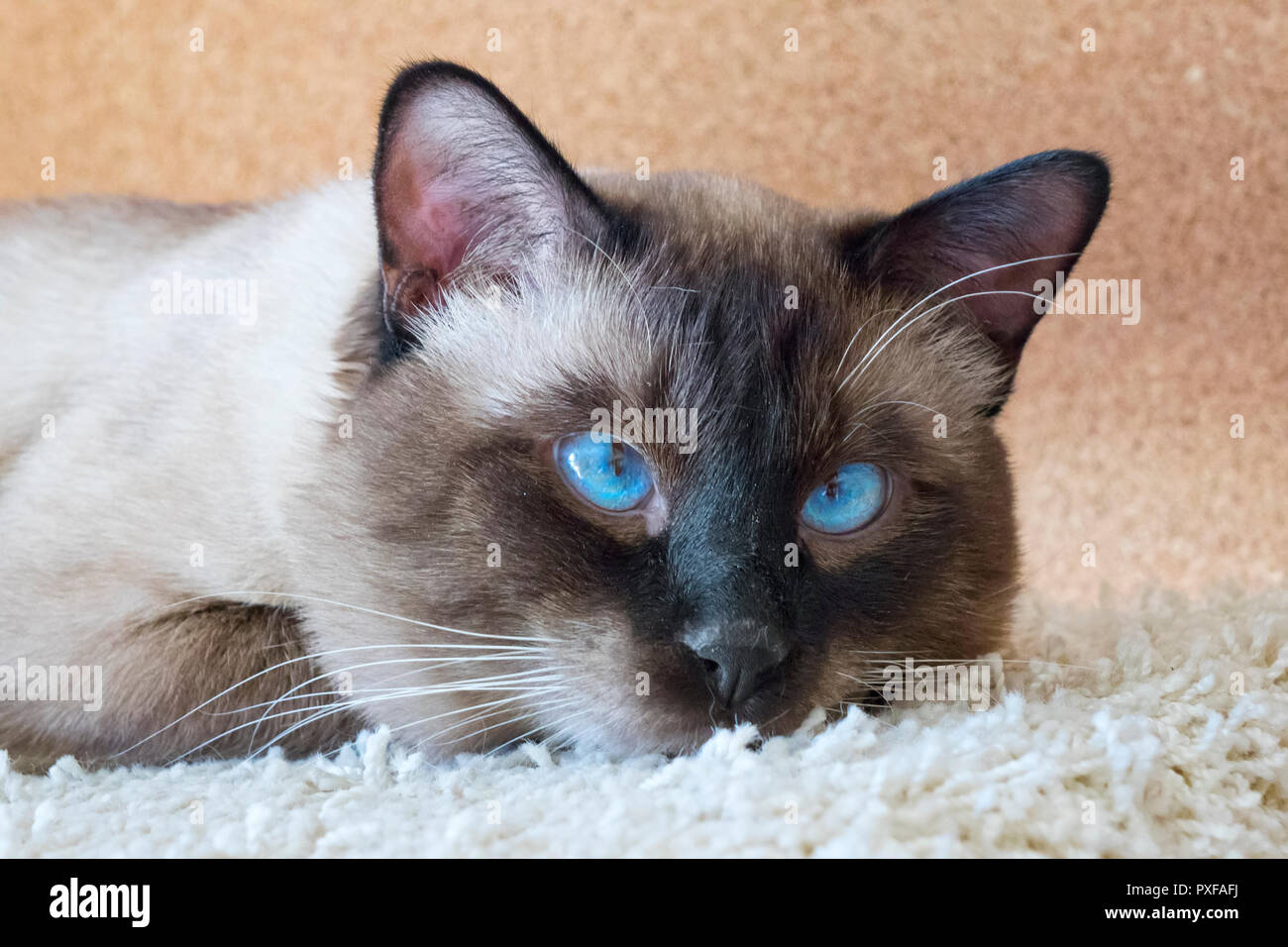 Siam oriental breed, bobtail Mekong Stock Photo - Alamy