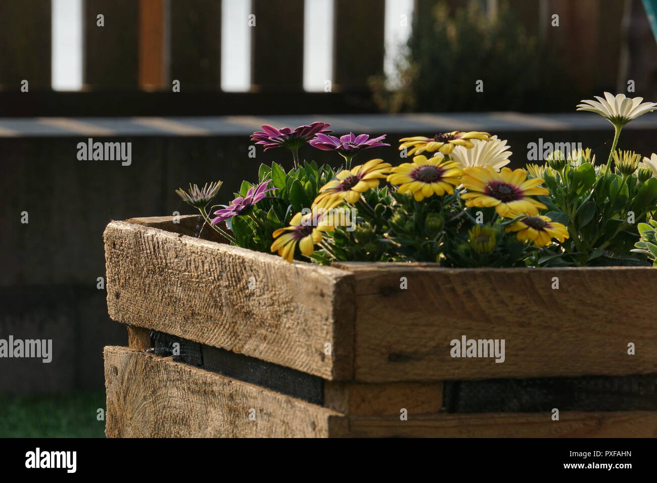 Flowers in a Dutch backyard Stock Photo - Alamy
