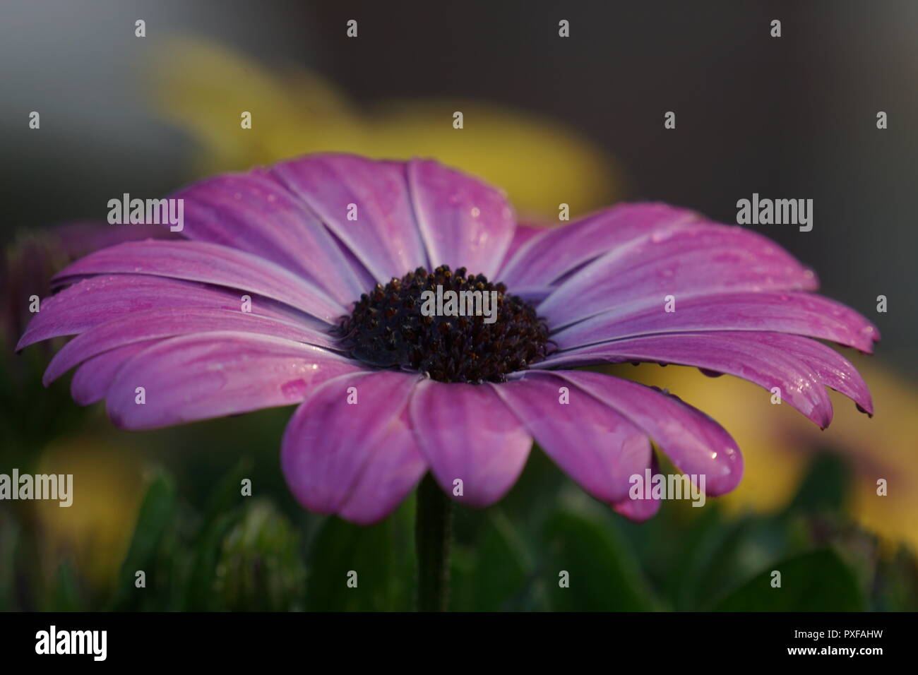 Flowers in a Dutch backyard Stock Photo - Alamy