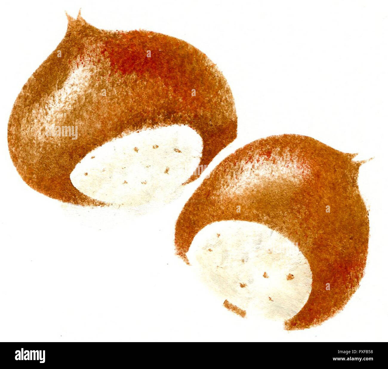 Stenciled Stylized Chestnut Stock Photo - Alamy