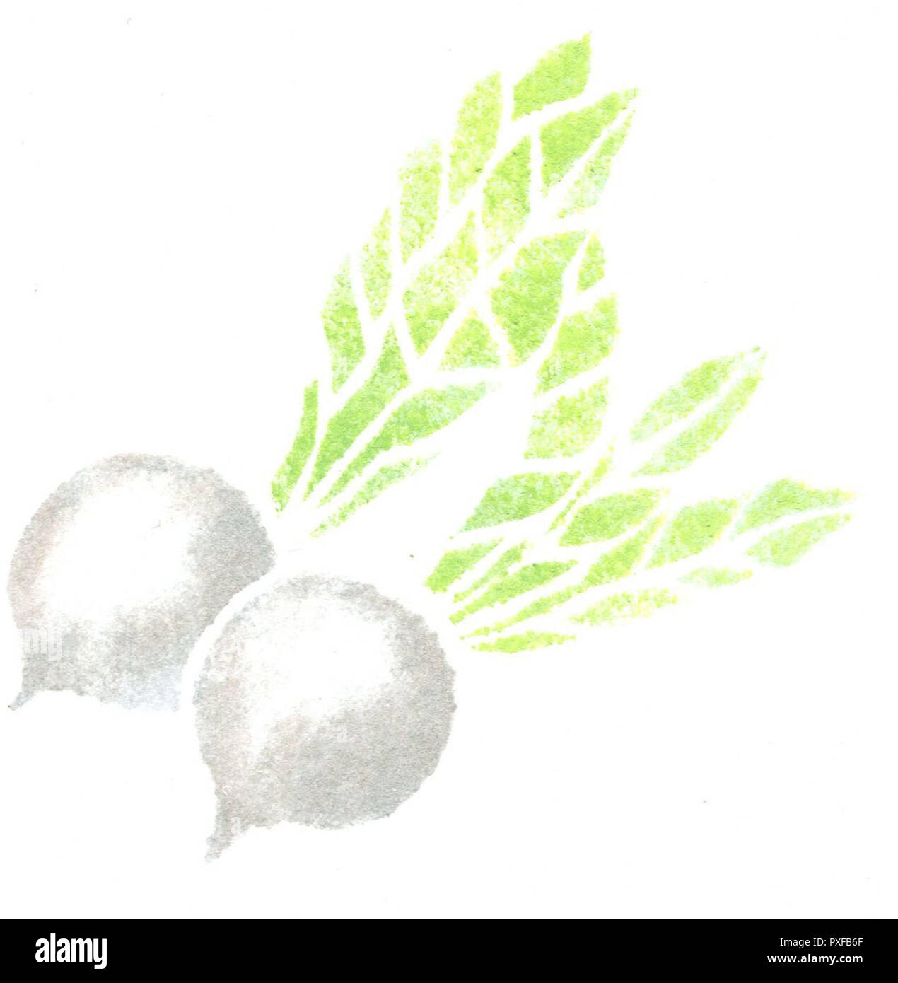 Stenciled Stylized White Turnip Stock Photo - Alamy