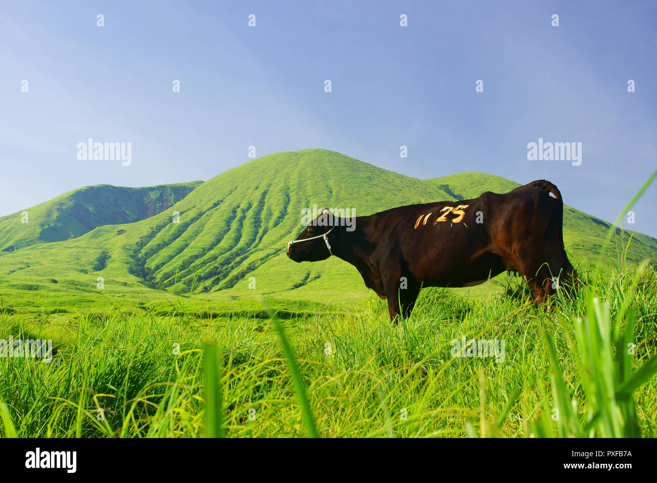 Cow in aso hi-res stock photography and images - Alamy