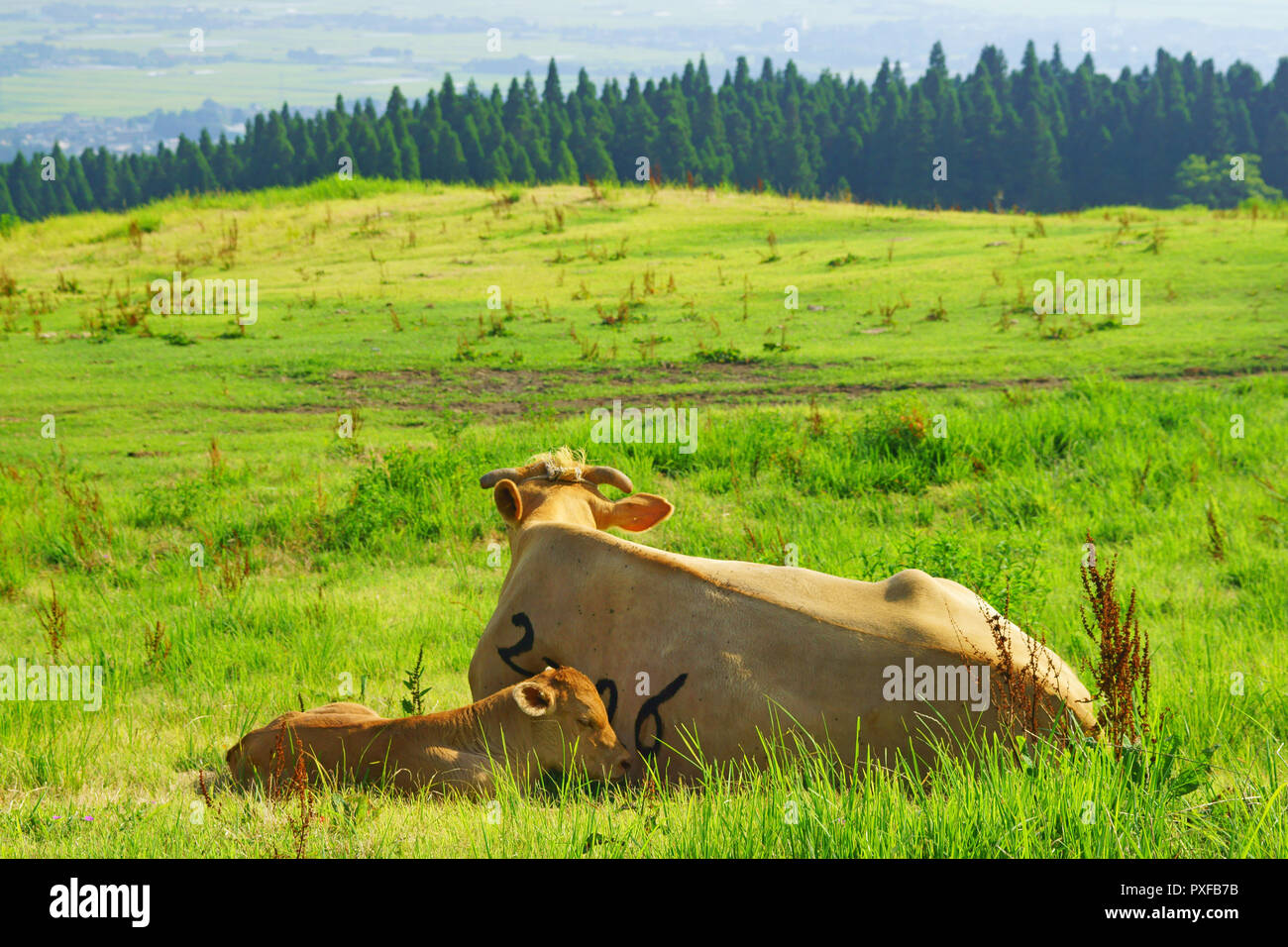Child parent people cow hi-res stock photography and images - Alamy