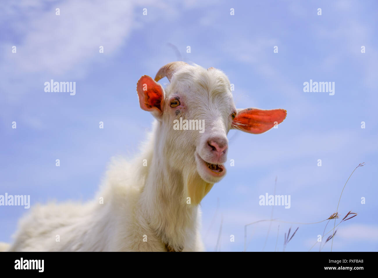 Goat in Hateruma Island, Okinawa Prefecture, Japan Stock Photo - Alamy