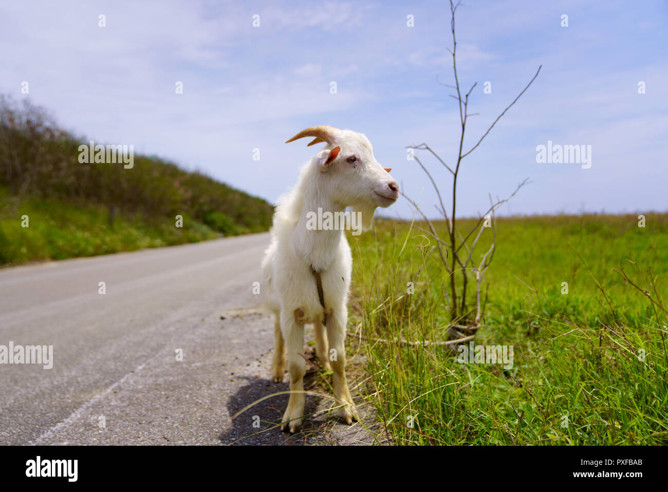 Goat in Hateruma Island, Okinawa Prefecture, Japan Stock Photo - Alamy