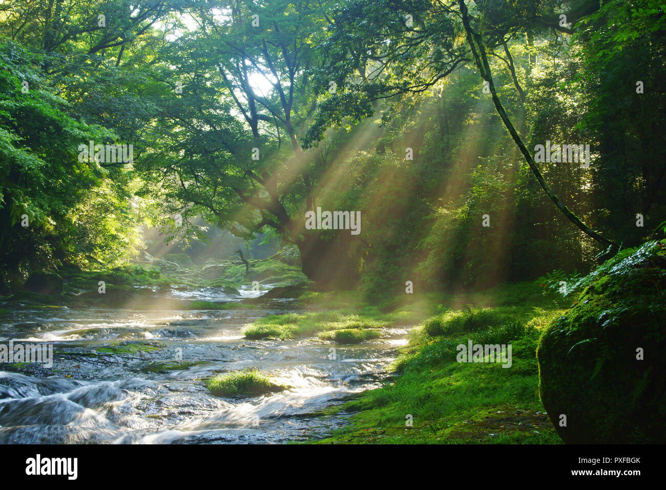 Kikuchi Gorge, Kumamoto Prefecture, Japan Stock Photo - Alamy