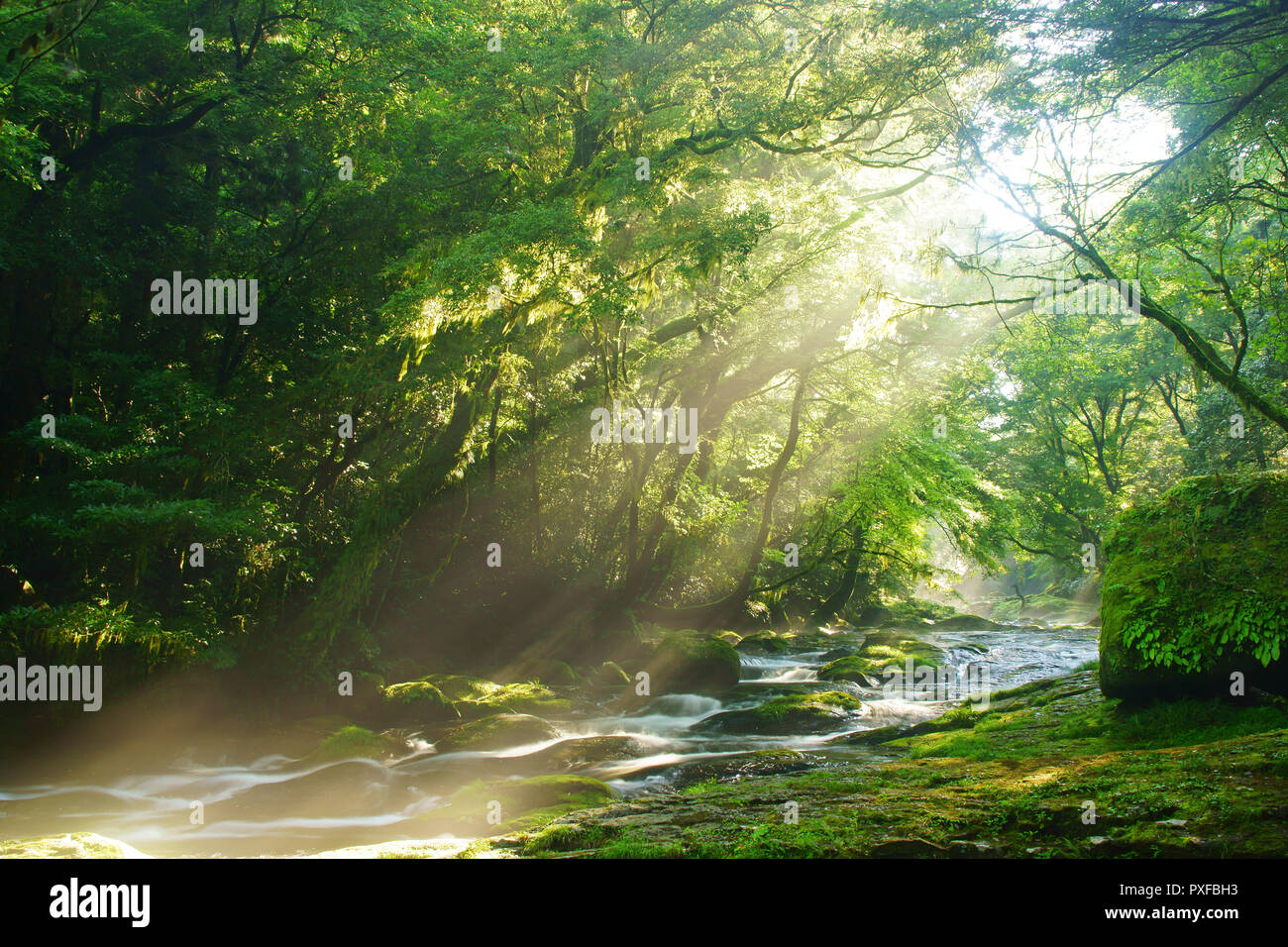Kikuchi Gorge, Kumamoto Prefecture, Japan Stock Photo - Alamy