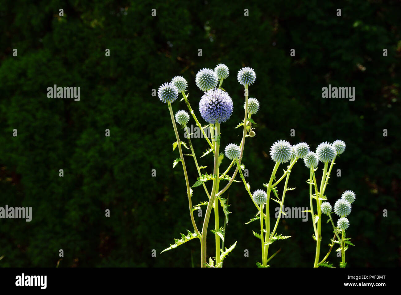 Setifer High Resolution Stock Photography and Images - Alamy
