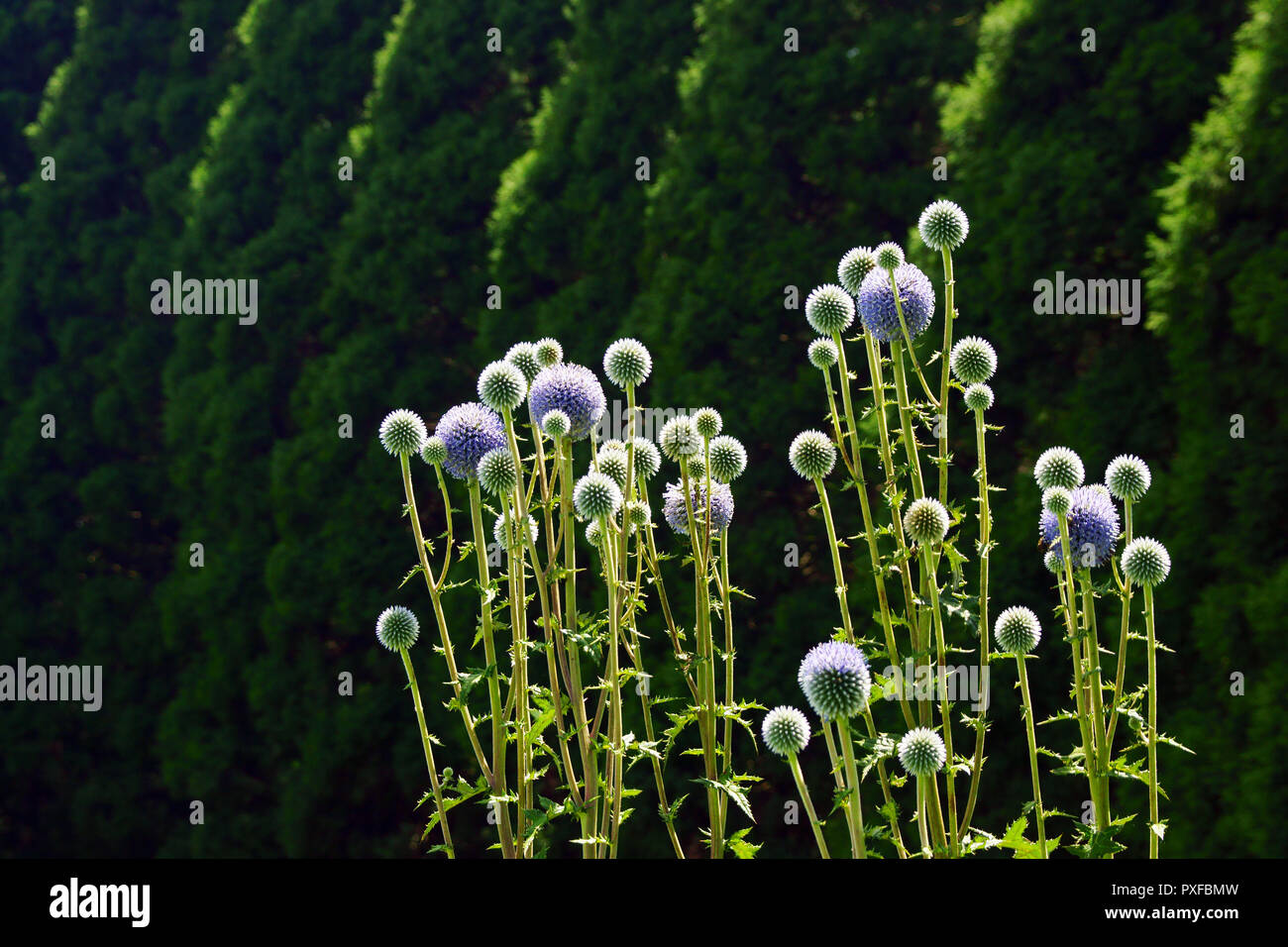 Setifer hi-res stock photography and images - Alamy