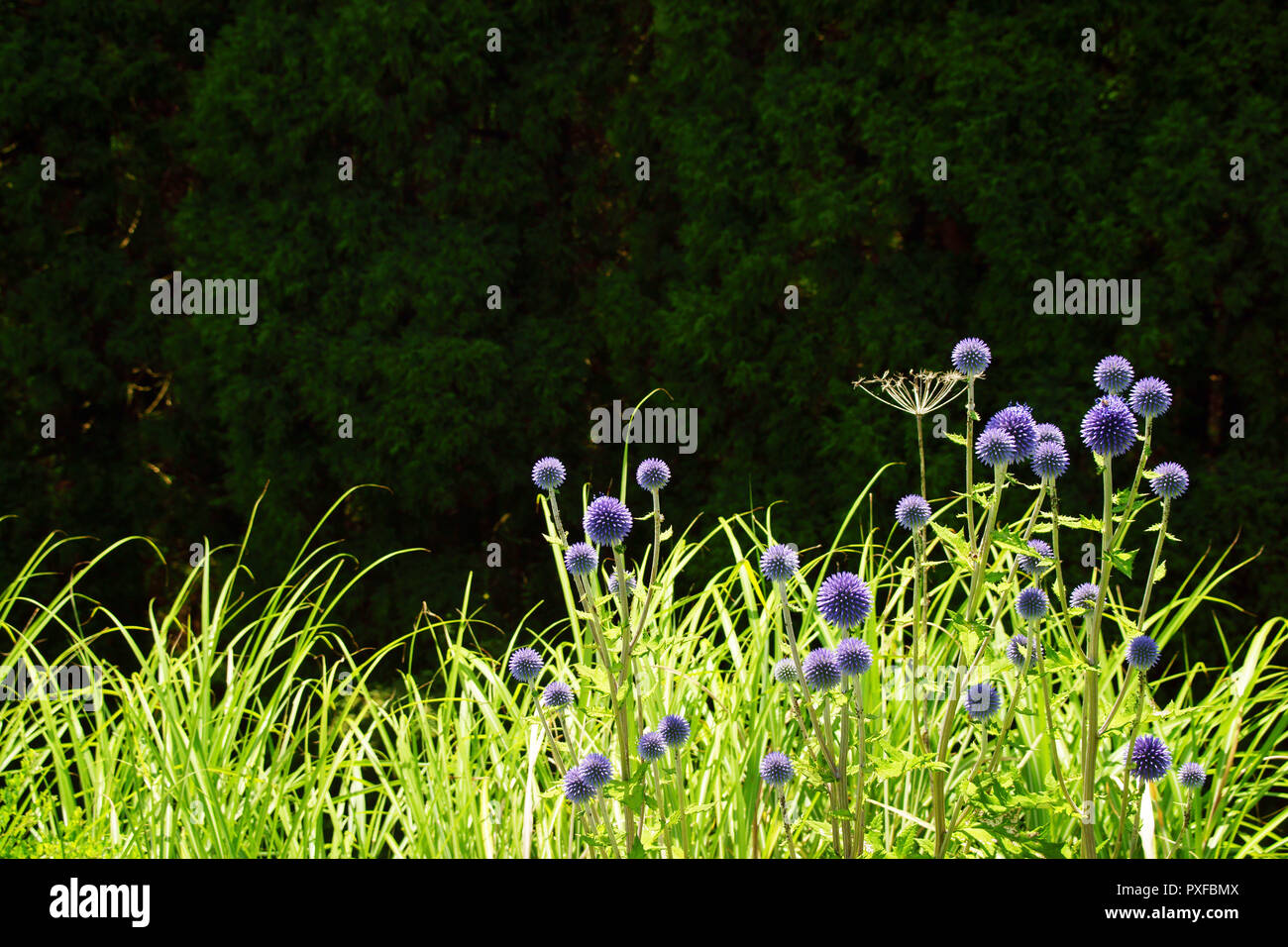 Setifer hi-res stock photography and images - Alamy