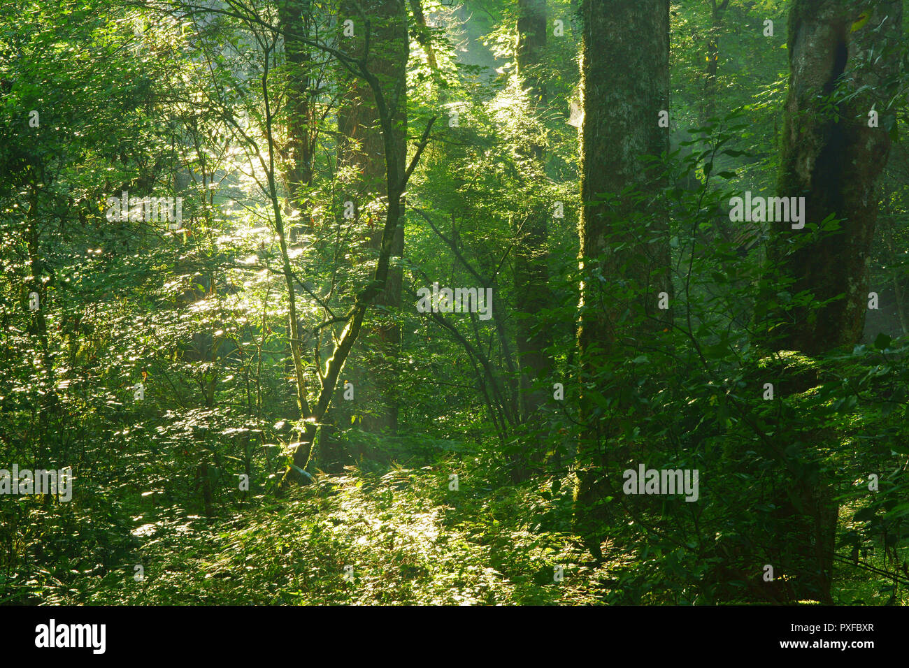 Sunlight filters through tree leaves hi-res stock photography and ...