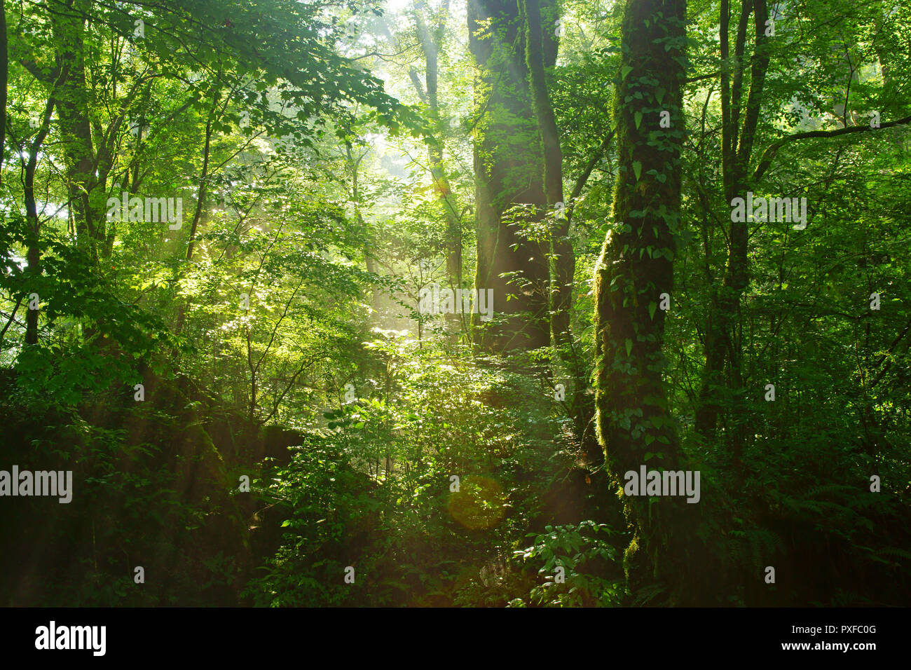Komorebi (Sunlight Filters Through the Trees Stock Photo - Alamy
