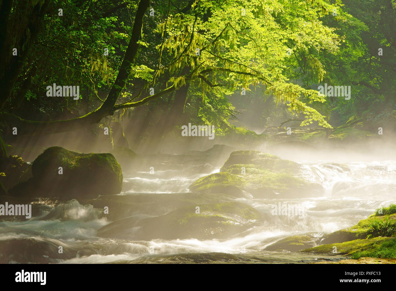 Kikuchi Gorge, Kumamoto Prefecture, Japan Stock Photo - Alamy