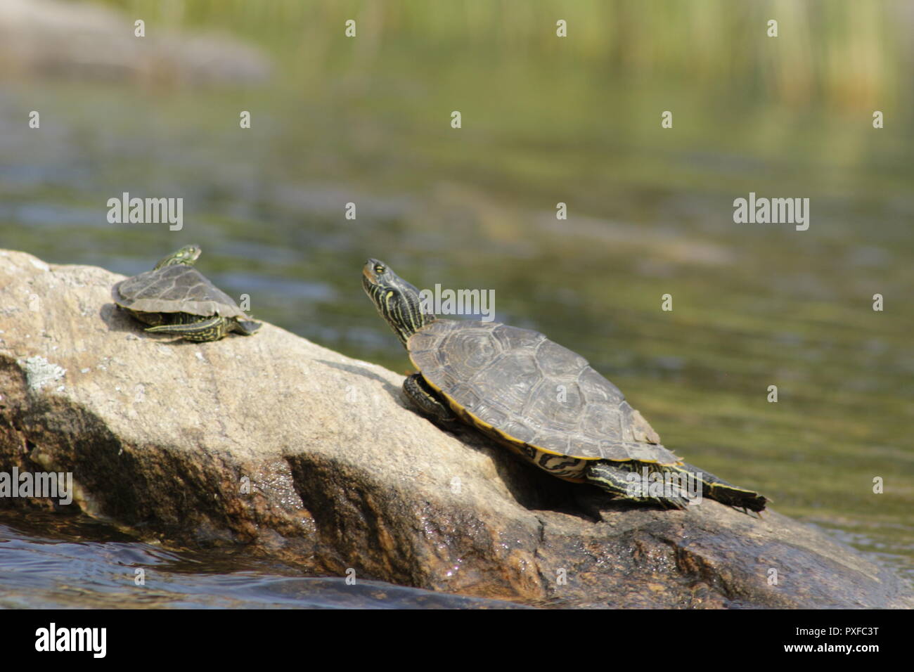 Northern Map turtle (Graptemys geographica) basking in Ontario Stock ...