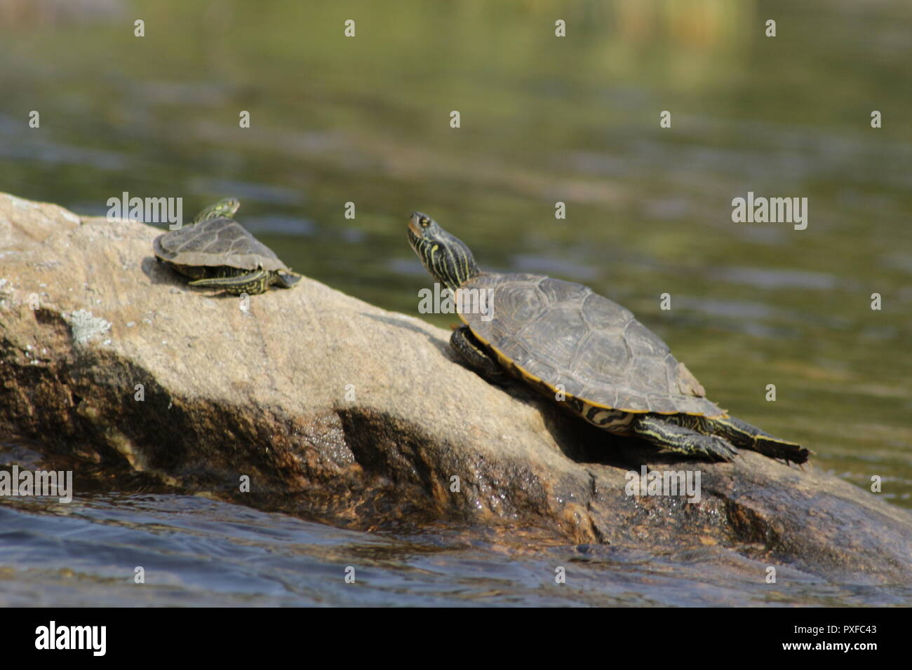 Northern map turtle hi-res stock photography and images - Alamy