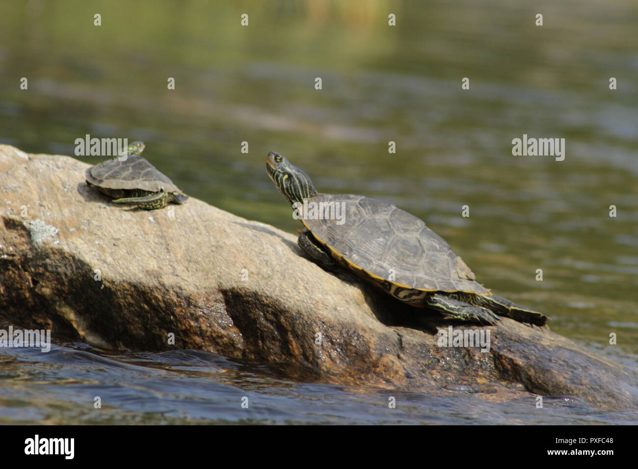 Northern Map turtle (Graptemys geographica) basking in Ontario Stock ...