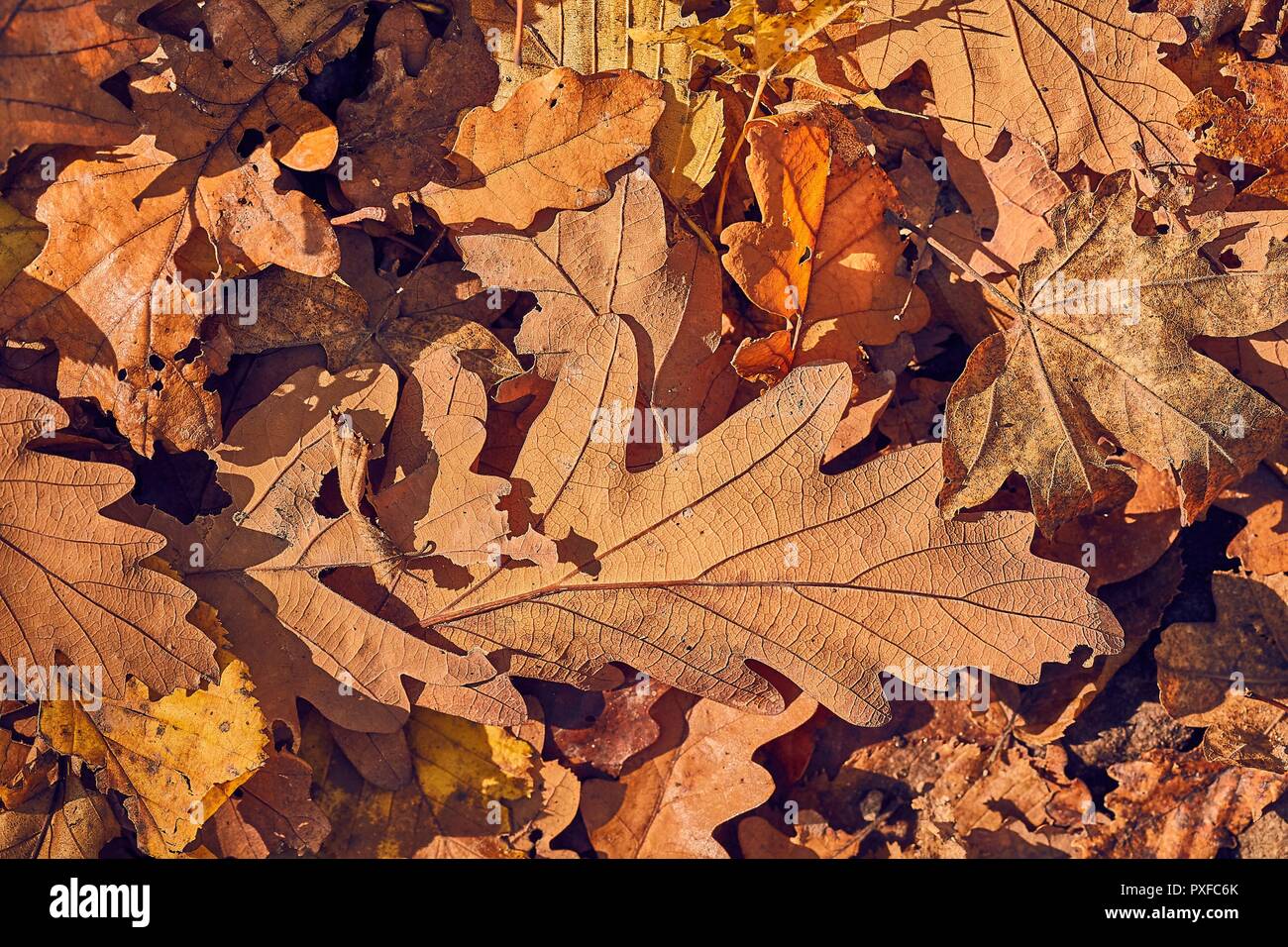 Fallen park leaves hi-res stock photography and images - Alamy