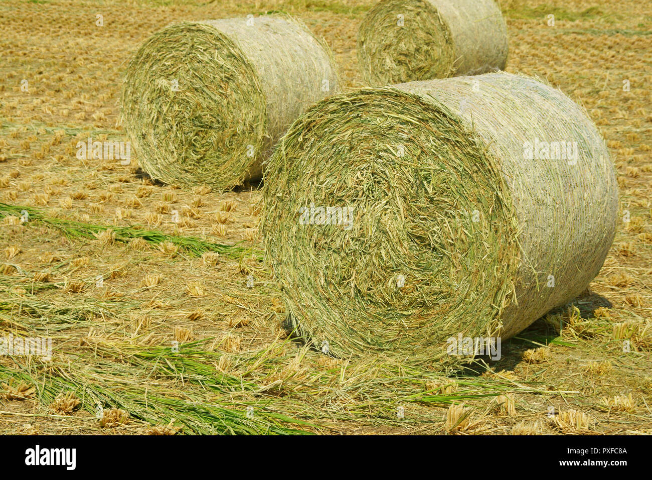 Hay container hi-res stock photography and images - Alamy