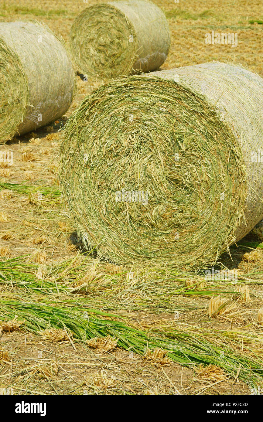 Hay tool hi-res stock photography and images - Alamy