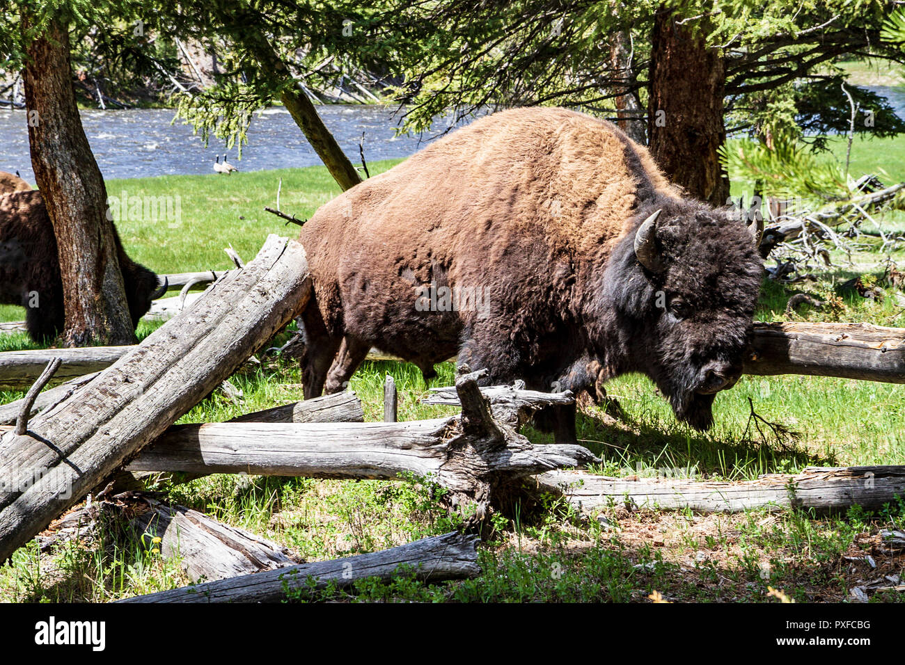 Bison icon hi-res stock photography and images - Alamy
