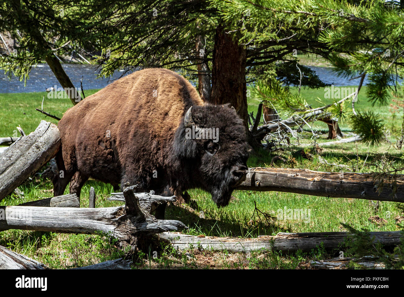 American bison bison bison grand teton np hi-res stock photography and ...