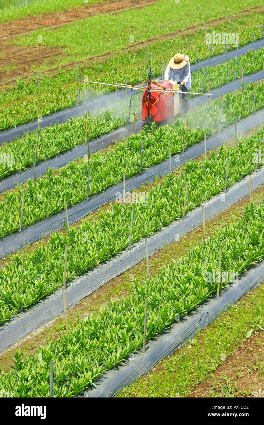 Pesticide spraying hi-res stock photography and images - Alamy