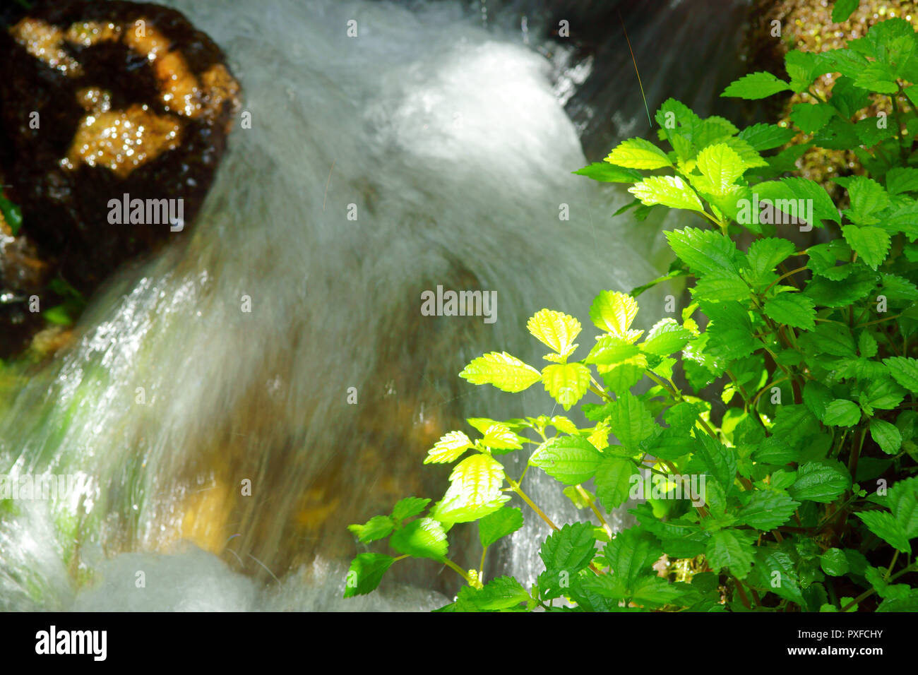 Flowing Spring Water through Stream Stock Photo - Alamy