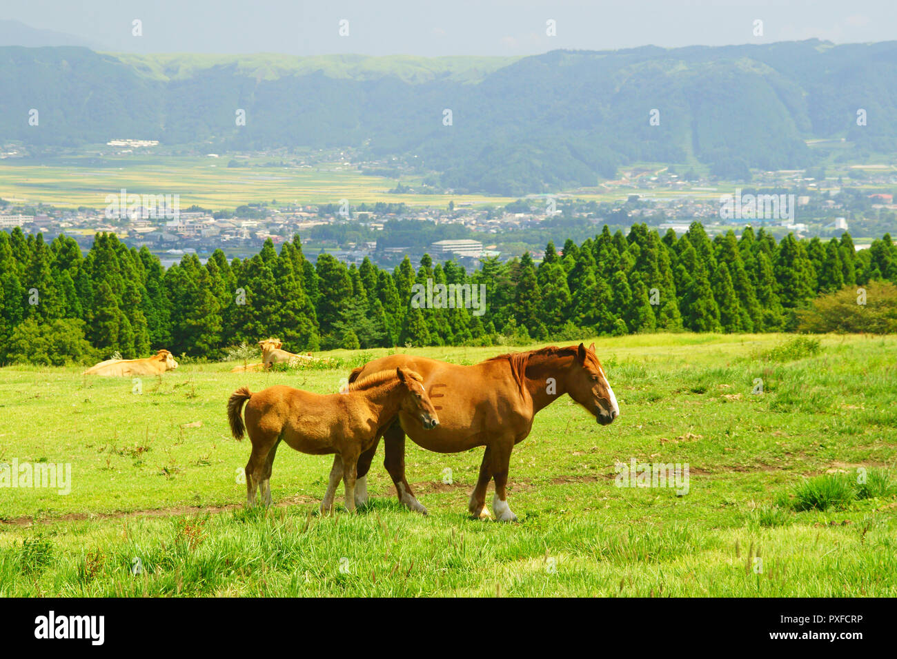Ranch in Aso, Kumamoto Prefecture, Japan Stock Photo - Alamy