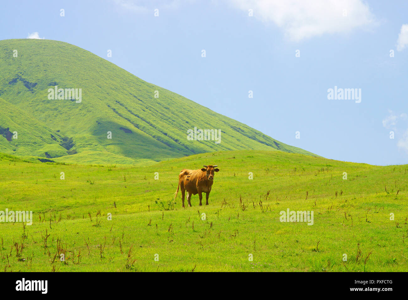 Ranch in Aso, Kumamoto Prefecture, Japan Stock Photo - Alamy