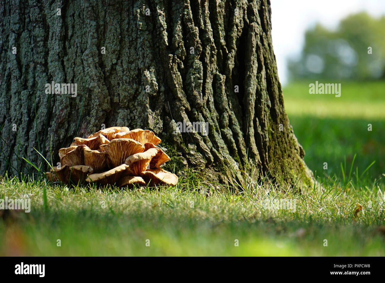 Bottom of a tree hi-res stock photography and images - Alamy