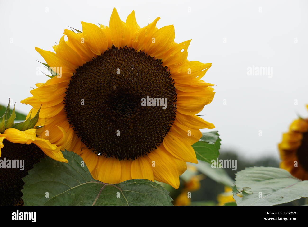 Ohio sunflower hi-res stock photography and images - Alamy