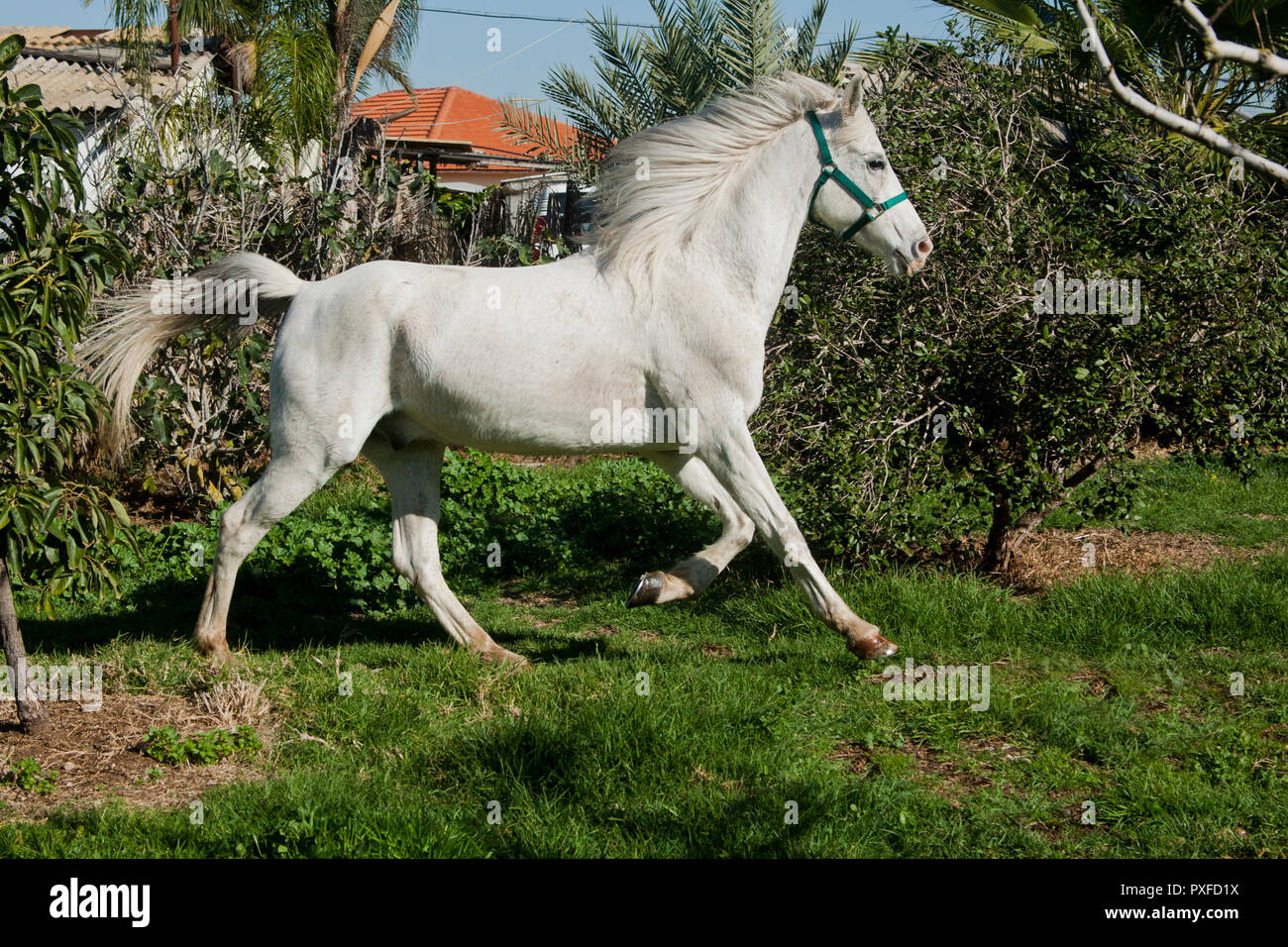 Arabian horse running Stock Photo - Alamy
