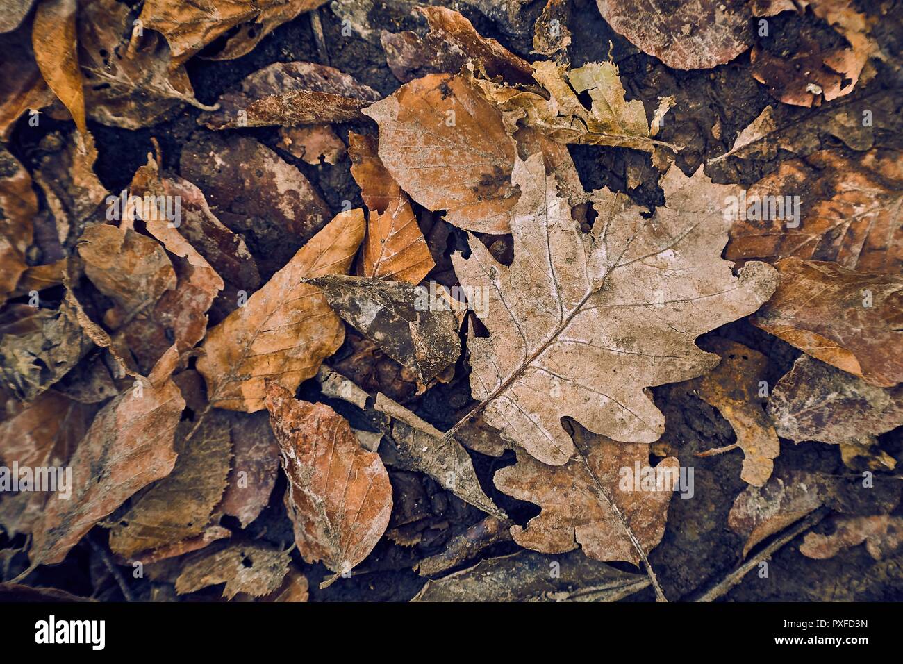 Decaying autumn leaves hi-res stock photography and images - Alamy