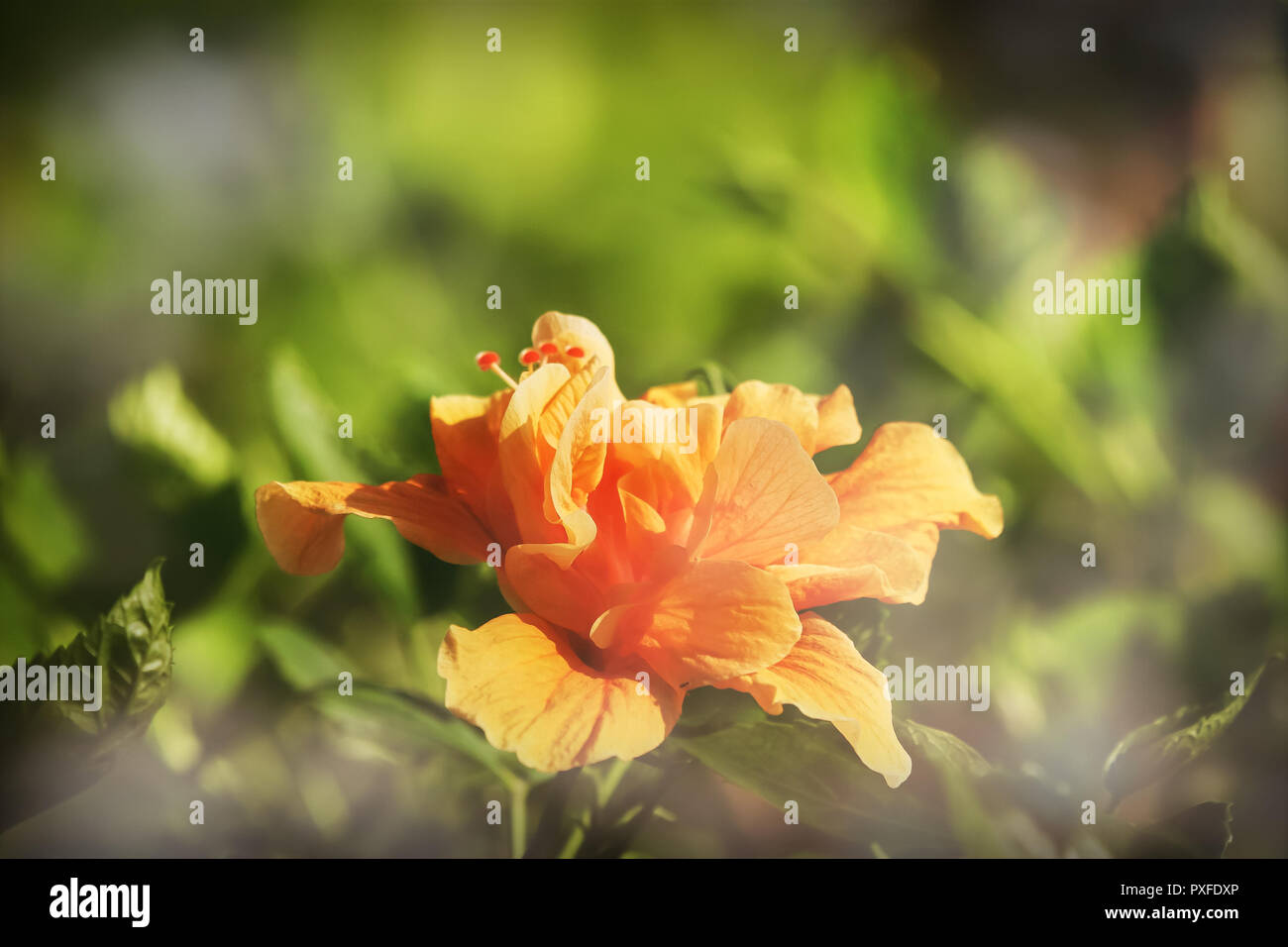 Close up Vintage filter of Orange Hibiscus rosa-sinensis Stock Photo ...