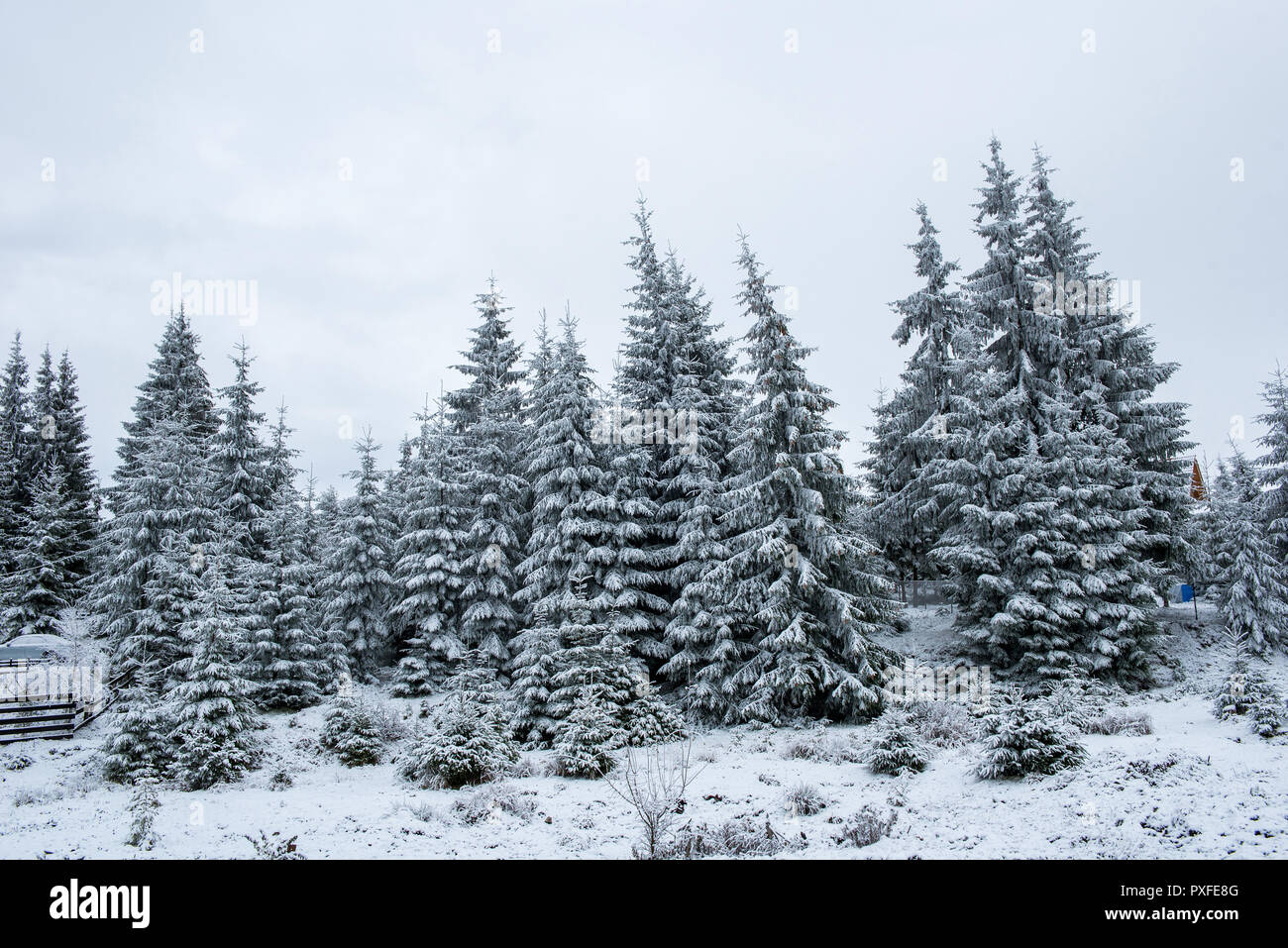 Christmas background with snowy fir trees. Amazing winter landscape ...