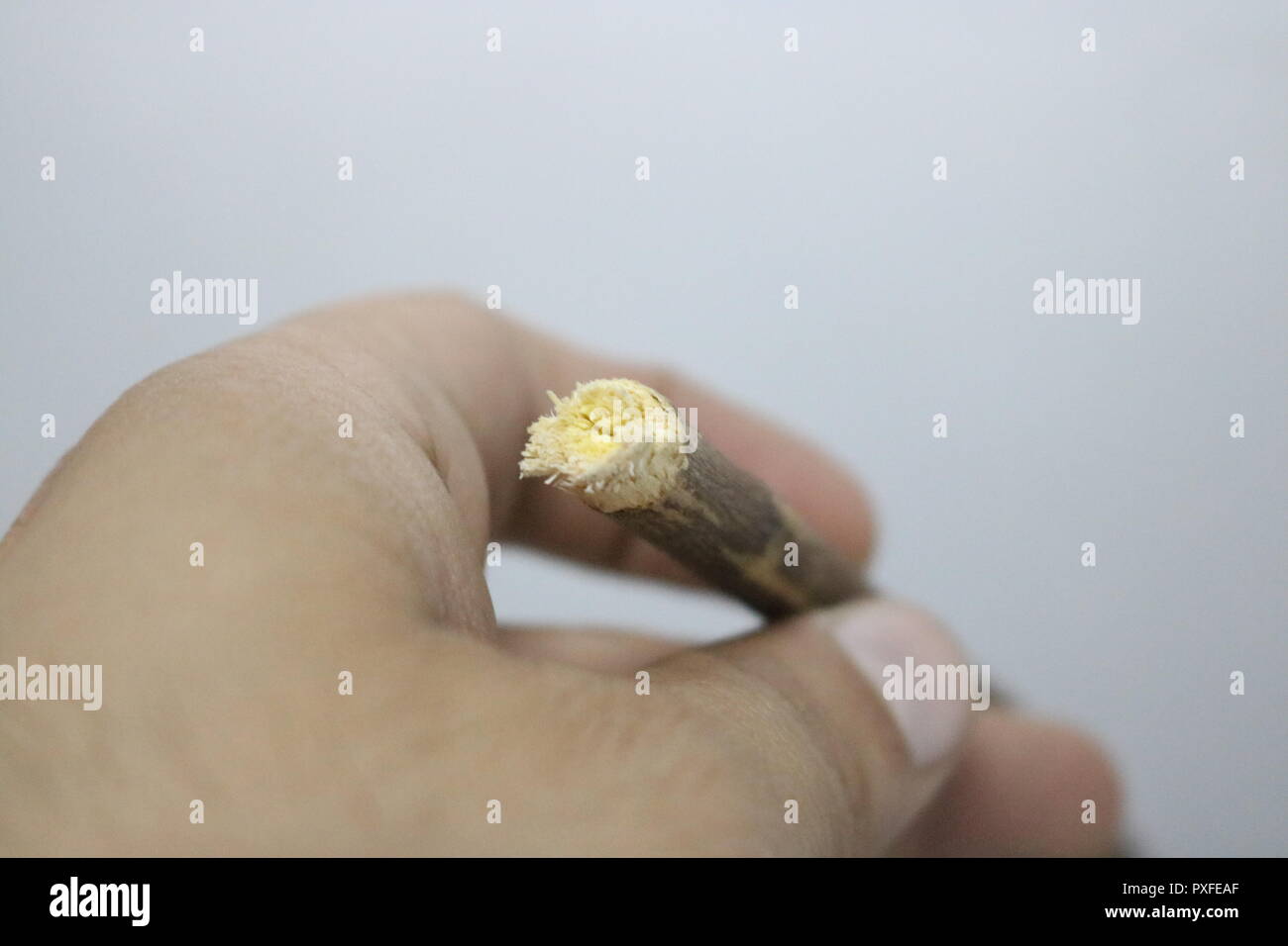 Root stem in hand Stock Photo - Alamy