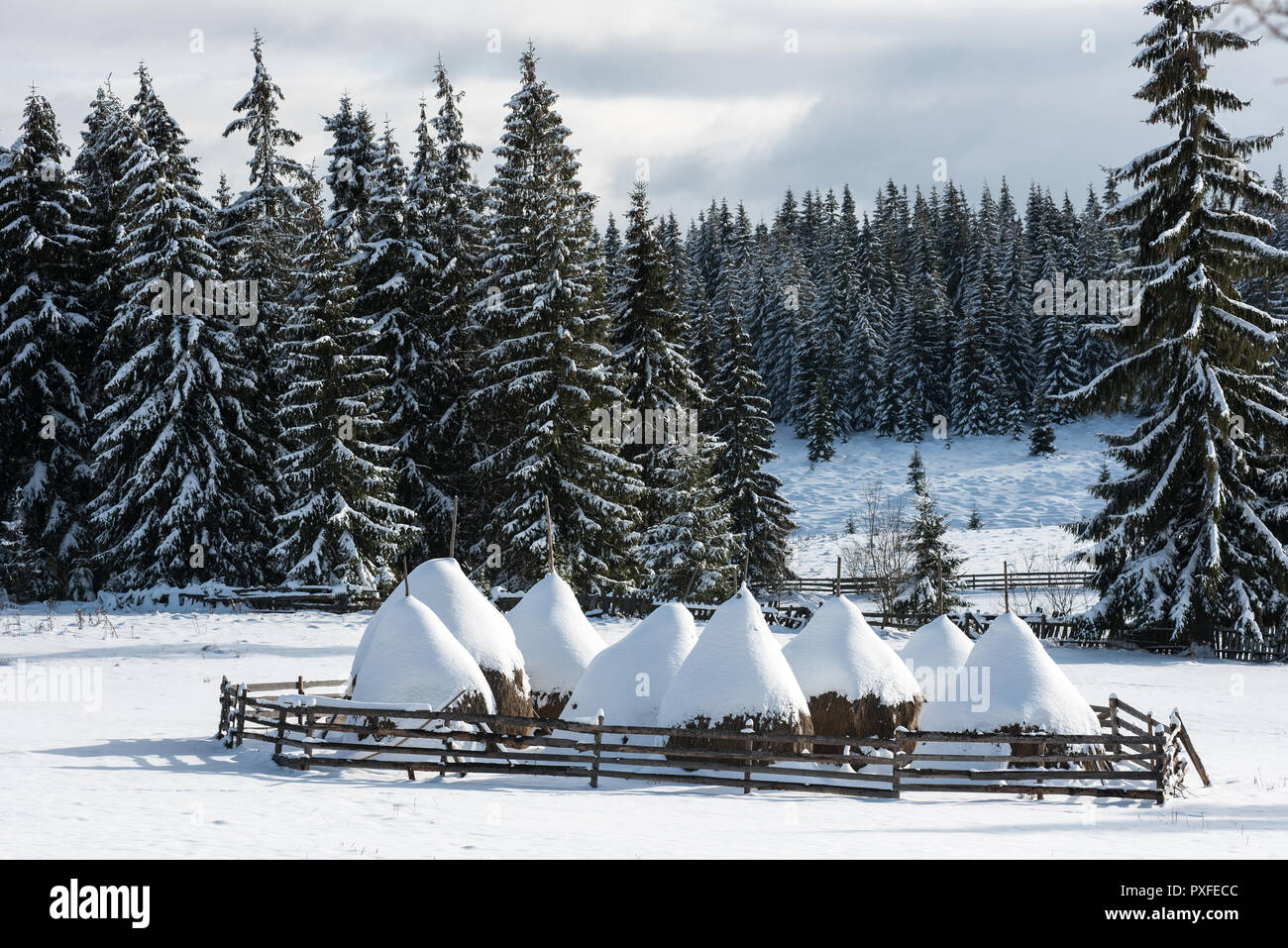 Winter countryside landscape with snow covered trees and hills Stock ...