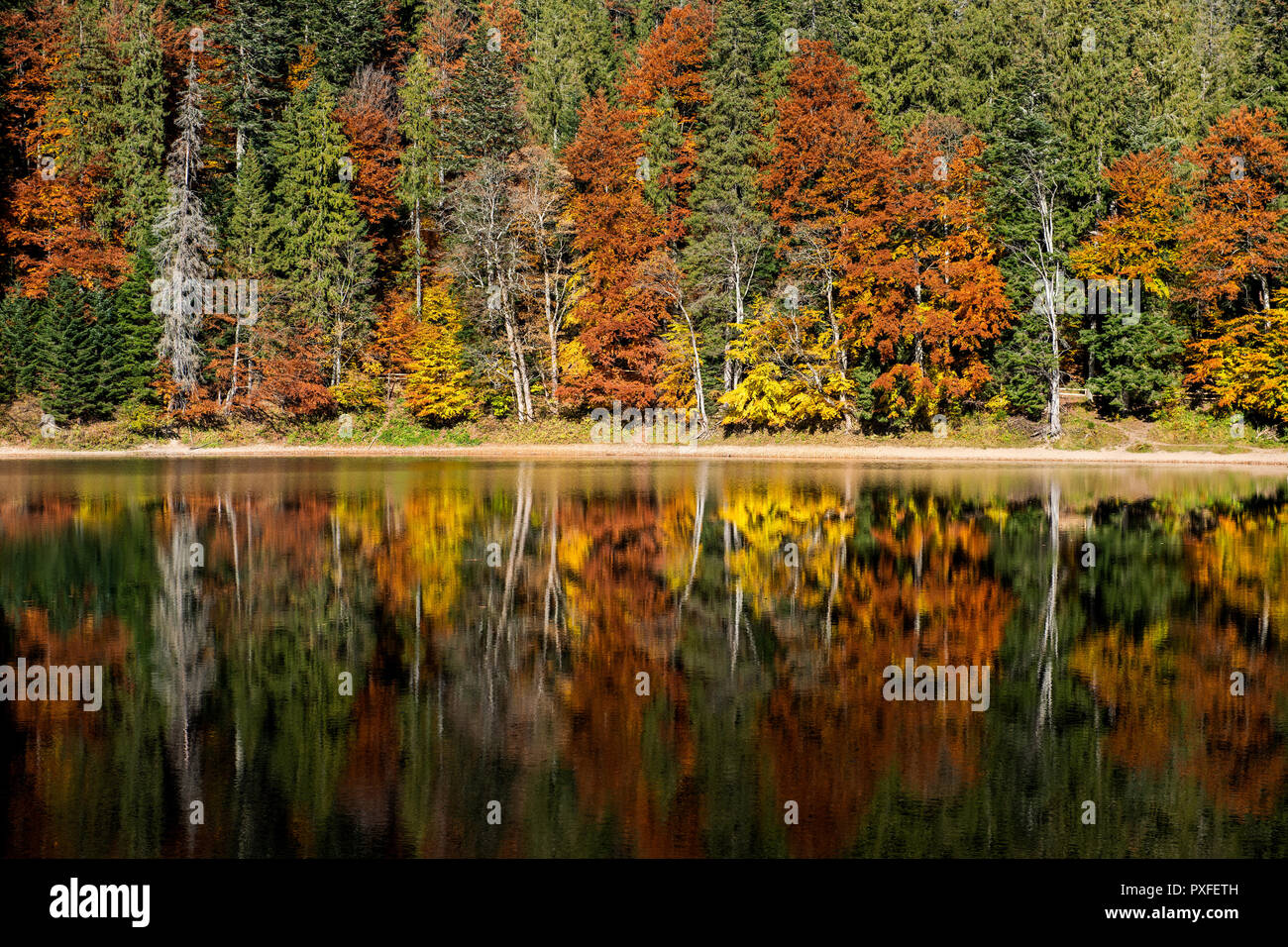 Perfect Maple Tree High Resolution Stock Photography and Images - Alamy