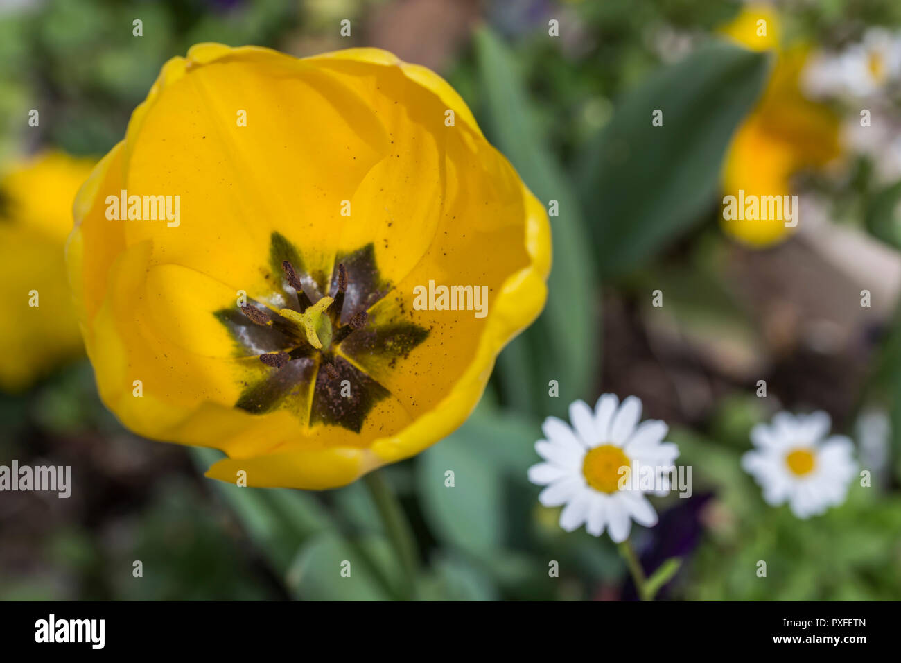 Cup Shaped Flowers Stock Photos & Cup Shaped Flowers Stock Images - Alamy