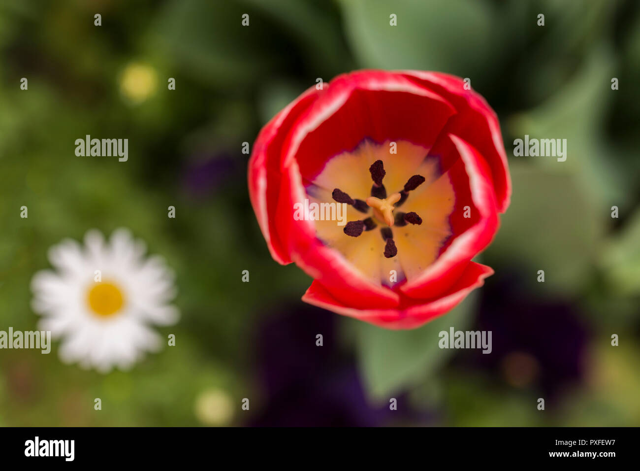 Cup Shaped Flowers High Resolution Stock Photography and Images - Alamy