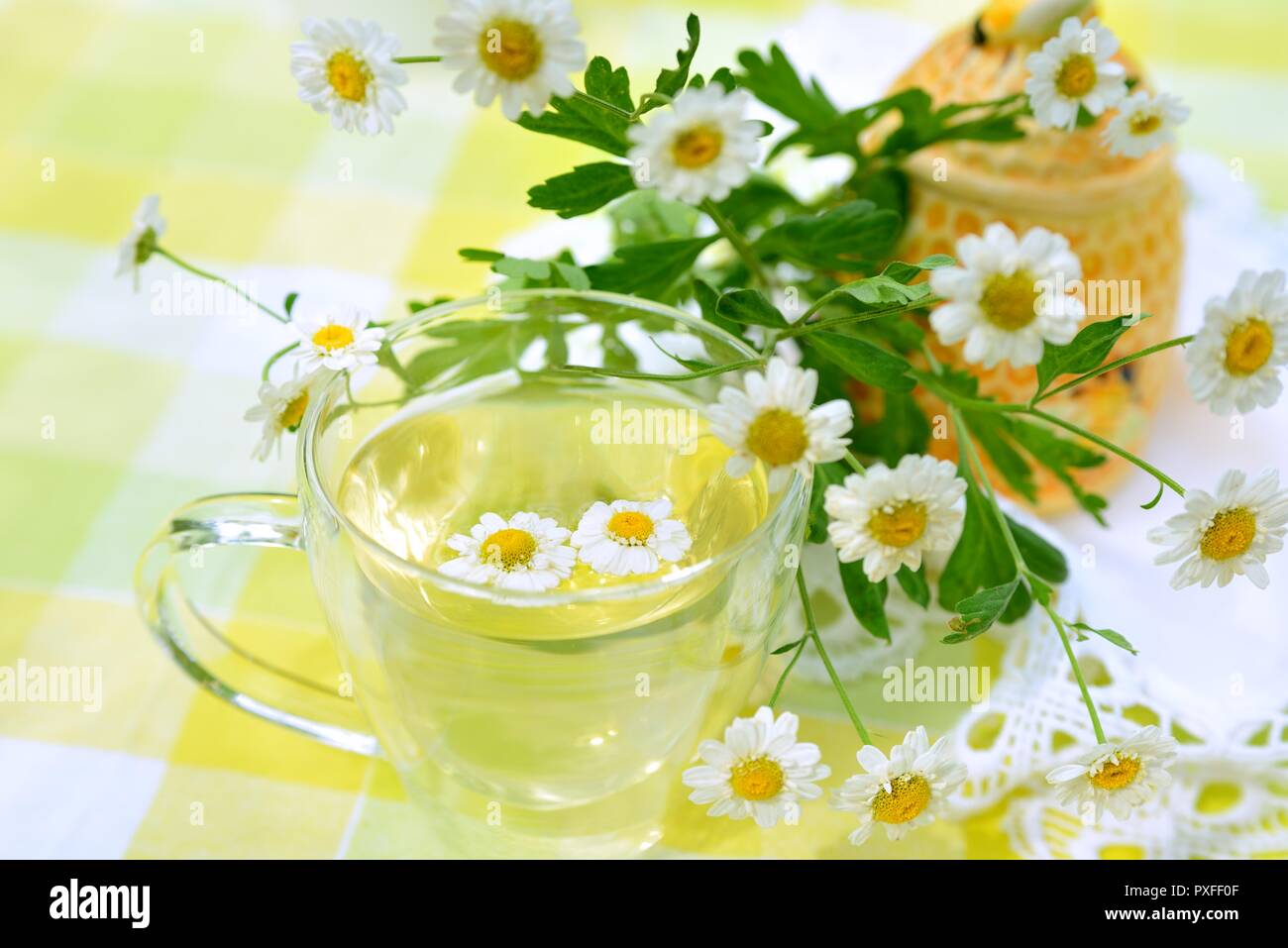 Chamomile blooms hi-res stock photography and images - Alamy
