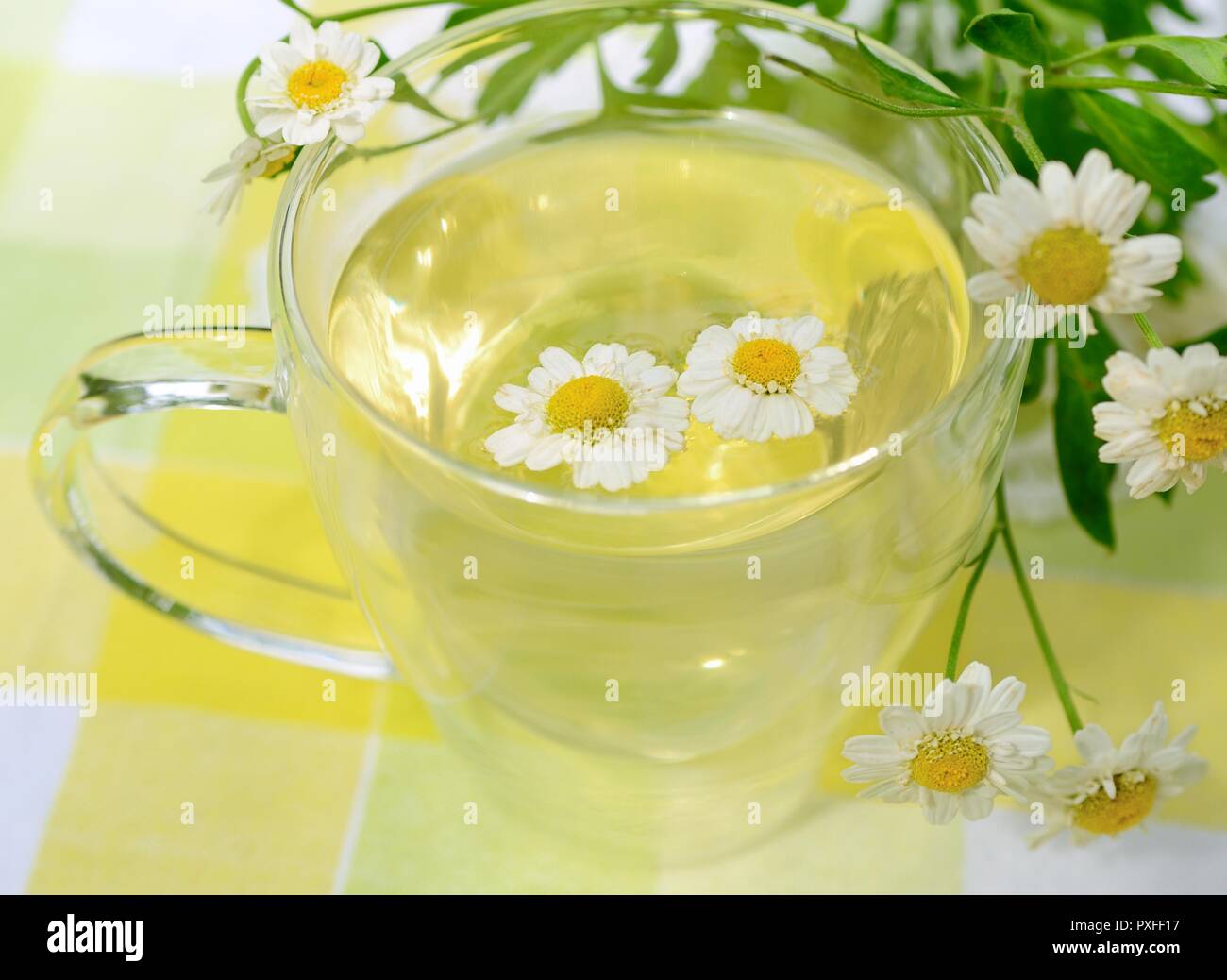 Chamomile blooms hi-res stock photography and images - Alamy