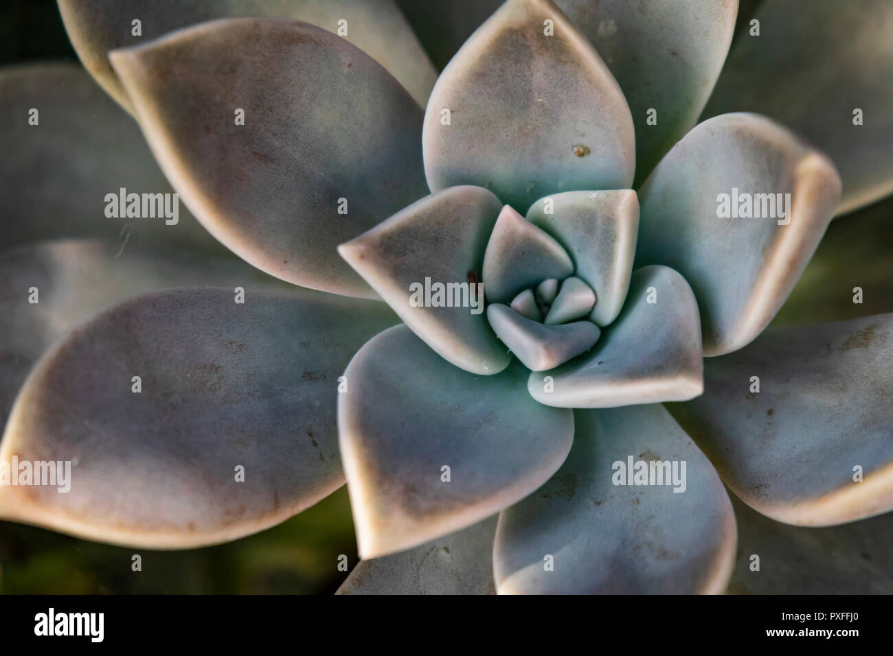Agave parryi garden hi-res stock photography and images - Alamy